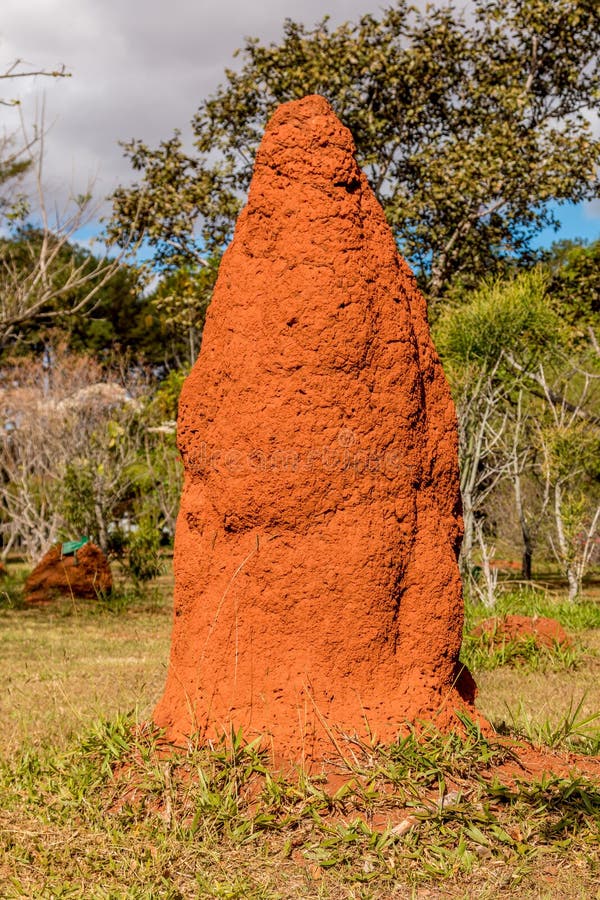 Giant Termite Mounds, Ant Hills, Northern Territory Stock Photo - Image ...