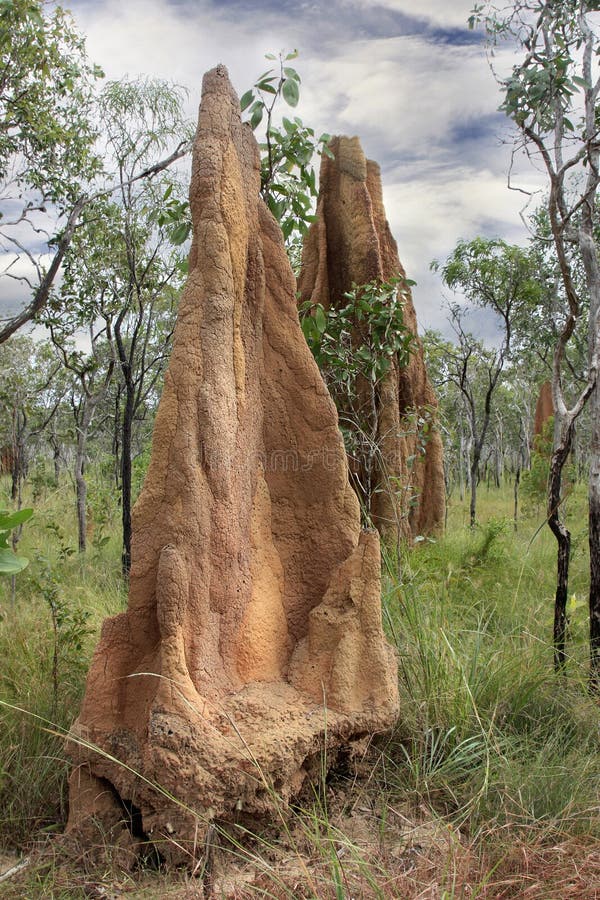 A giant termite mound stock photo. Image of cloudy, landscape - 98345470