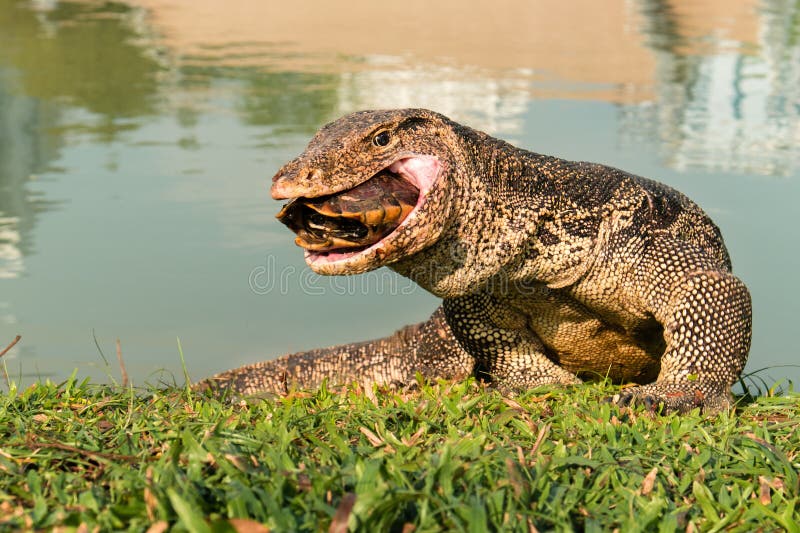 Giant Thai Dragon Lizard in Lumpini Park Stock Photo - Image of water ...