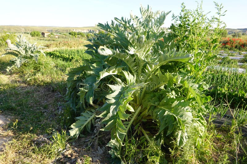 Giant Thistle Plant for Consumption. Large Thistle Leaves Stock Photo ...