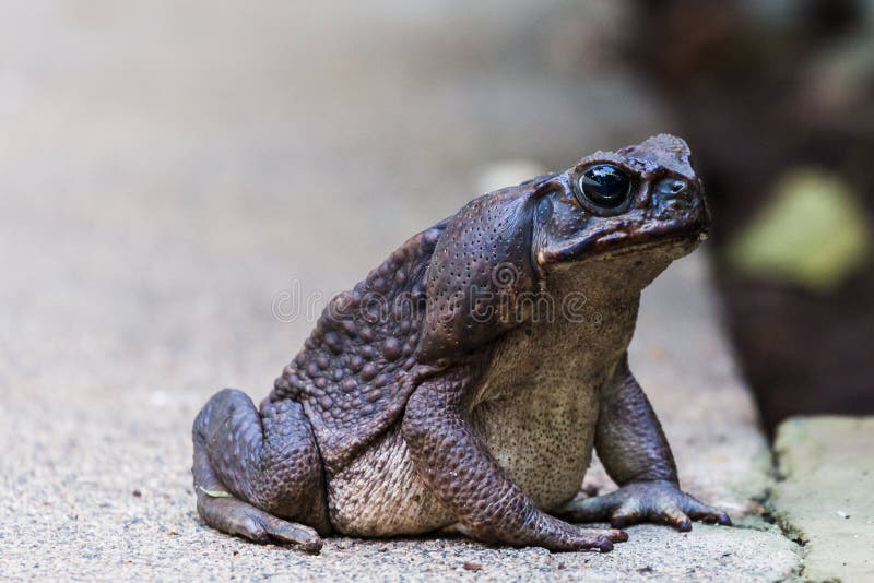 Giant toad stock image. Image of guinea, giant, australia - 18854875