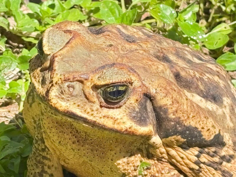 Giant Toad in the Sunlight Close-up Stock Photo - Image of reptile ...