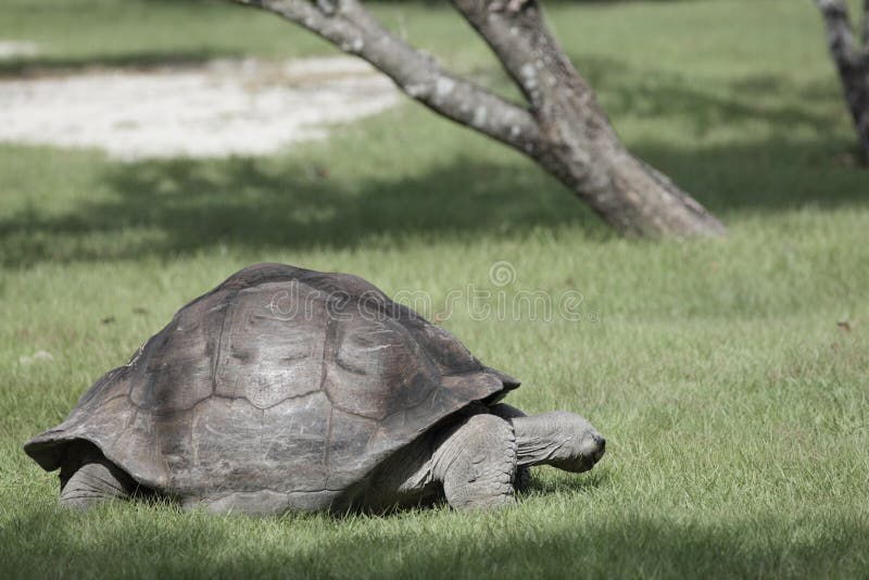 Giant Tortious stock image. Image of tortious, green - 11443303