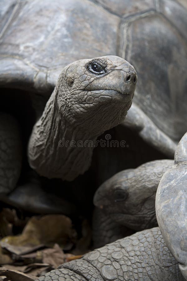 Giant Tortoise stock image. Image of reptilia, vertical - 14782891
