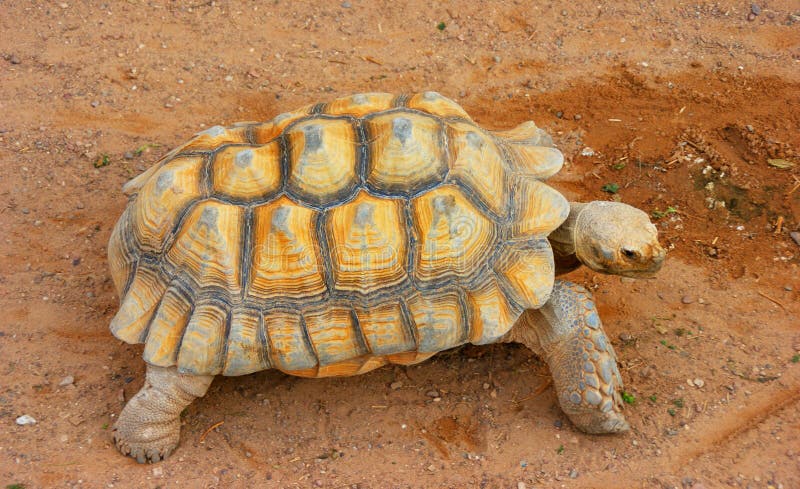 Zebra skin stock photo. Image of wildlife, background - 3928742