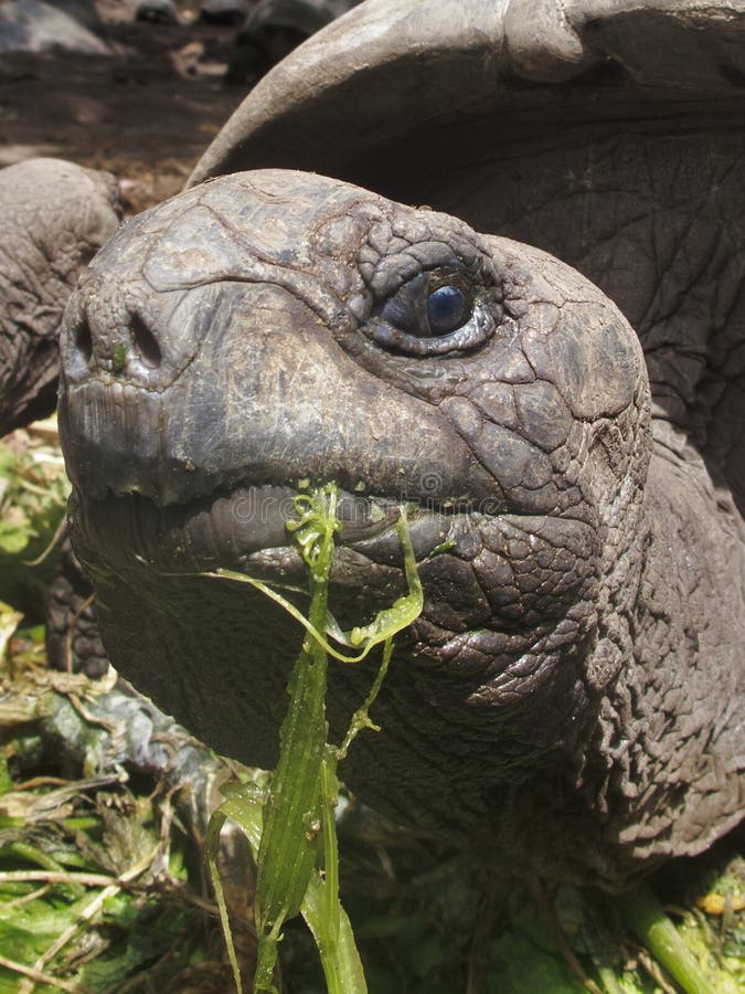 Galapagos Tortoise Eating stock image. Image of foliage - 32646821