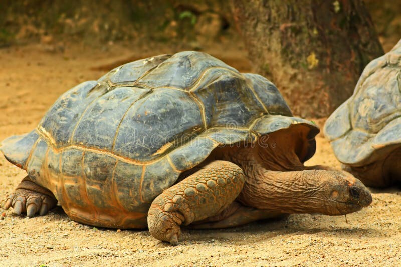 Giant Tortoise Picture. Image: 8441070