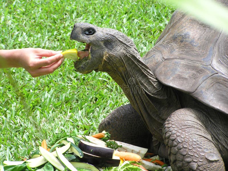 Giant Tortoise stock image. Image of diet, australia, hand - 936347