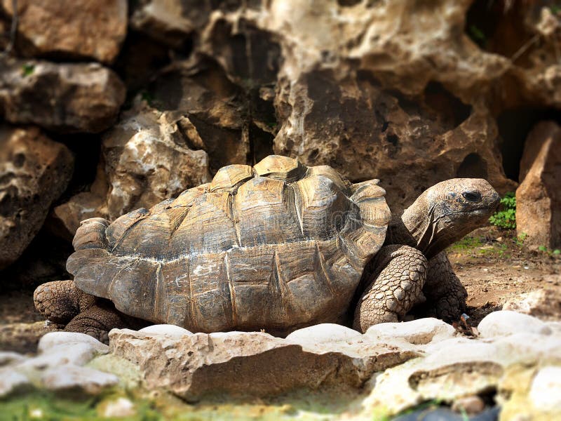 Giant Tortoise Basking in the Sun Stock Photo - Image of basking ...