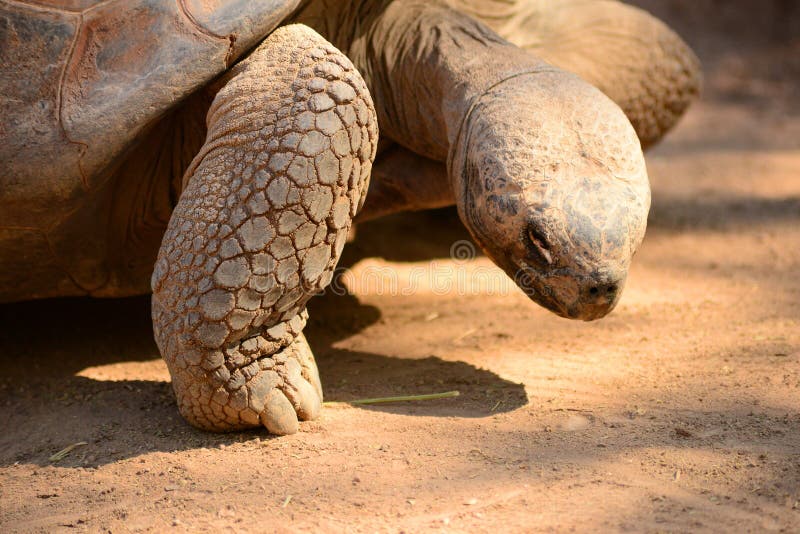 133 Riding Giant Tortoise Stock Photos - Free & Royalty-Free Stock ...