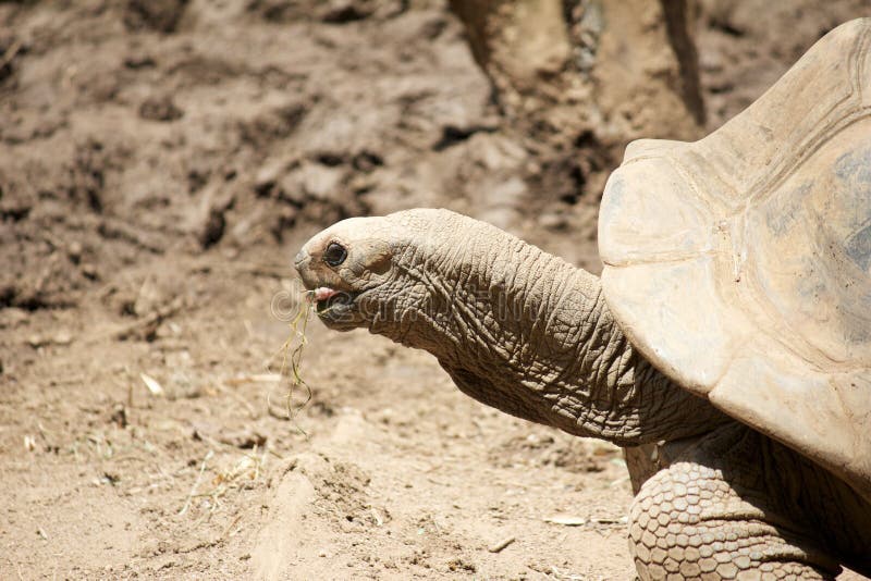 Giant tortoise closeup stock image. Image of summer, munch - 27203875