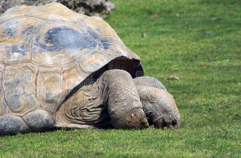 Giant Tortoise Eating Grass Stock Photo - Image of animals, tortoises ...