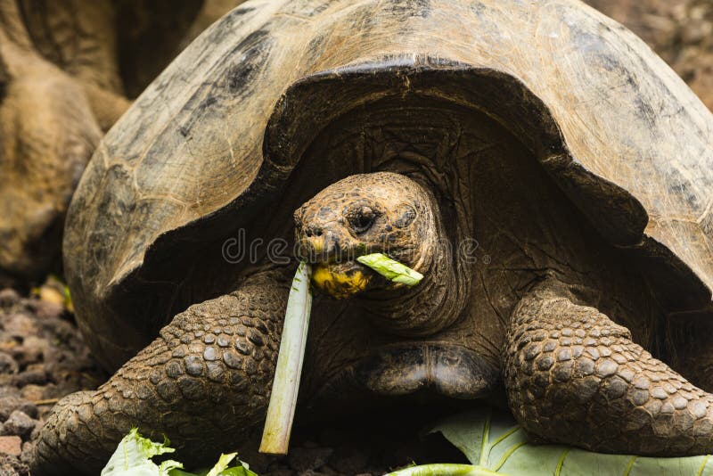 525 Giant Galapagos Tortoise Eating Photos - Free & Royalty-Free Stock ...