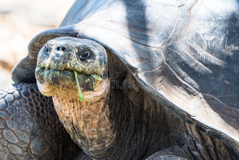 Tortoise mouth open stock image. Image of sunny, reptile - 35952217