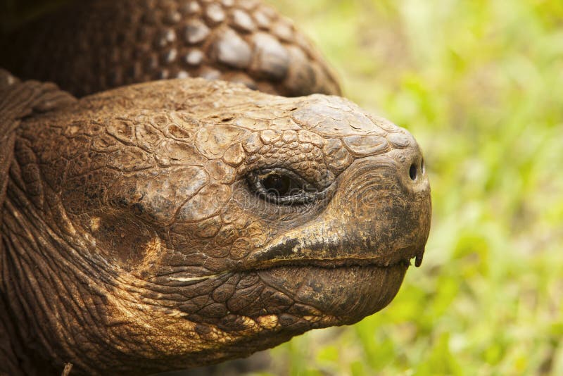 Giant Tortoise Head Shot stock image. Image of large - 16198781