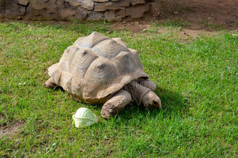 Giant Tortoise with a Large Shell Eats a Lettuce Leaf on a Lawn in ...