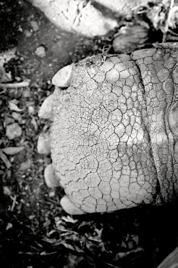 Giant tortoise leg stock image. Image of gigantea, single - 37229353