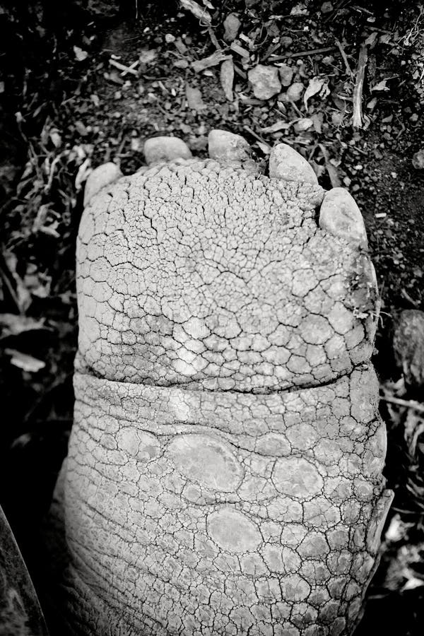 Giant tortoise leg stock image. Image of endangered, life - 37229389