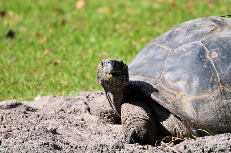Giant Tortoise Looking at Camera Stock Photo - Image of reptile ...