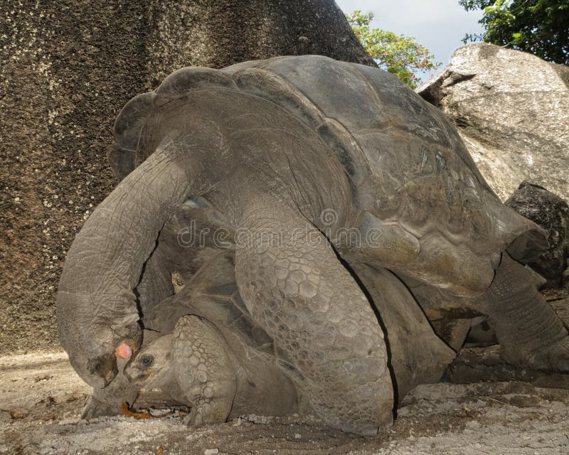 Giant tortoise mating stock image. Image of wild, reptile - 22495397