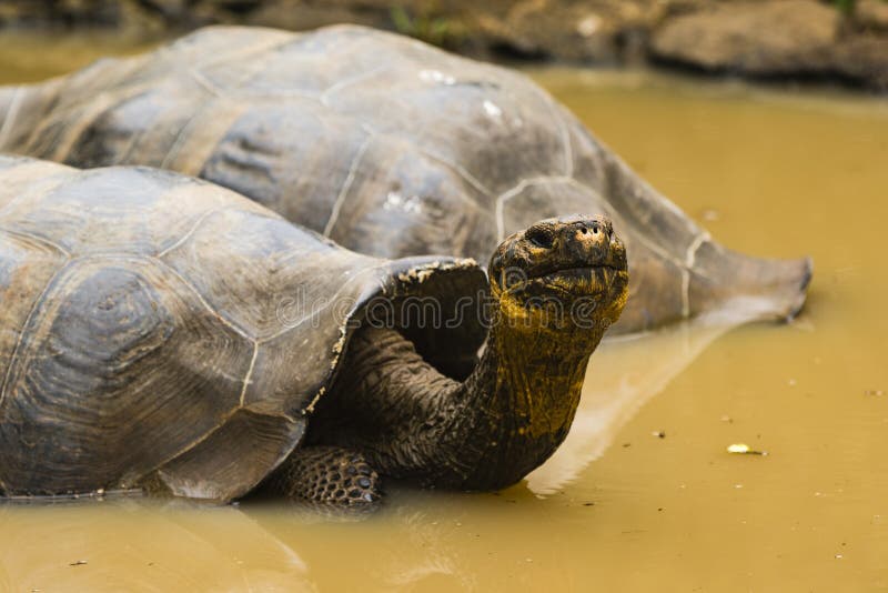 Giant Tortoise Mud Pool Stock Photos - Free & Royalty-Free Stock Photos ...