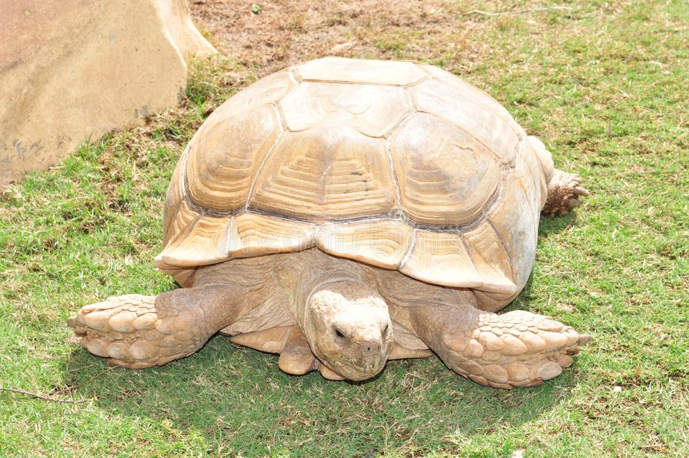 Giant tortoise stock image. Image of boat, nice, springtime - 65423345