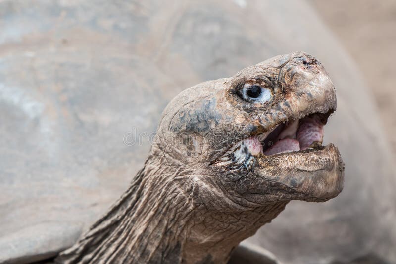Tortoise mouth open stock image. Image of sunny, reptile - 35952217