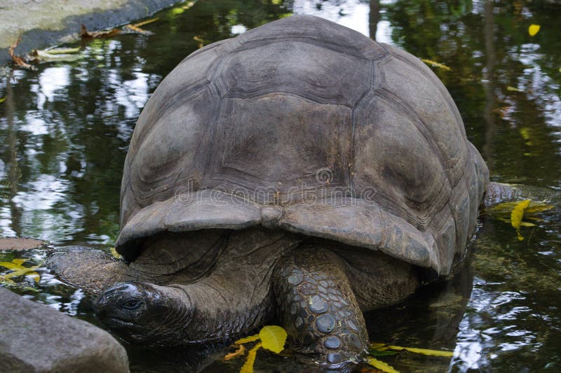 Giant Tortoise Relaxing in a Peaceful Water Habitat Setting Stock Image ...