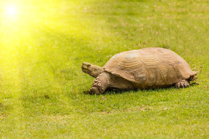 Giant Tortoise Resting in Sun Light Stock Photo - Image of closeup ...