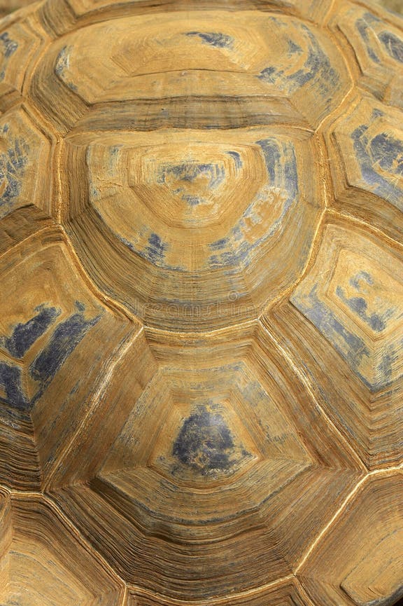 Giant tortoise shell stock photo. Image of moving, shell - 207128