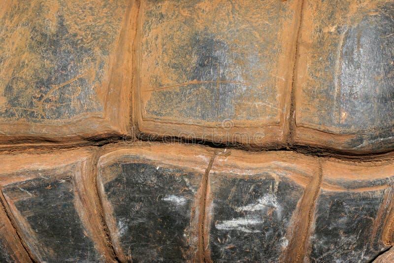 Tortoise Shell Pattern stock photo. Image of philippines - 5797002