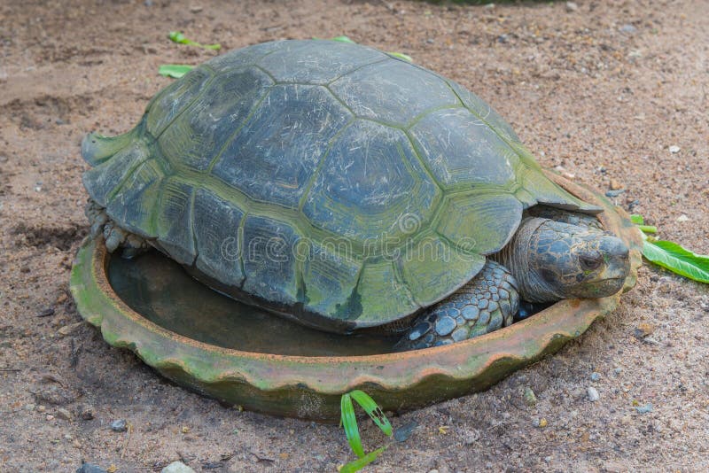 Giant Tortoise Sleep on Jardiniere in Zoo Stock Photo - Image of life ...