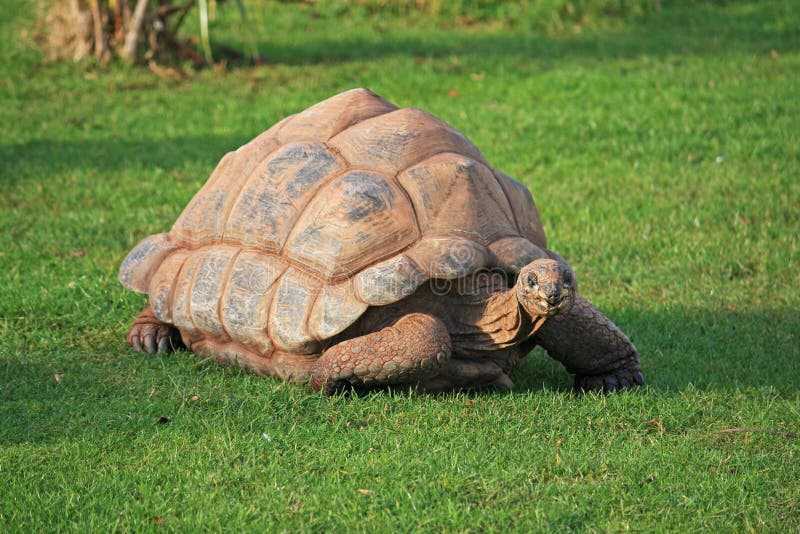 A Standing Aldabra Giant Tortoise with Her Four Strong Legs Stock Image ...