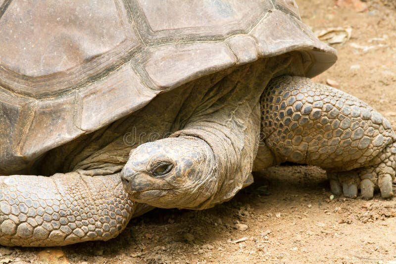 Enormous South African Tortoise the Bergskilpad Stock Image - Image of ...