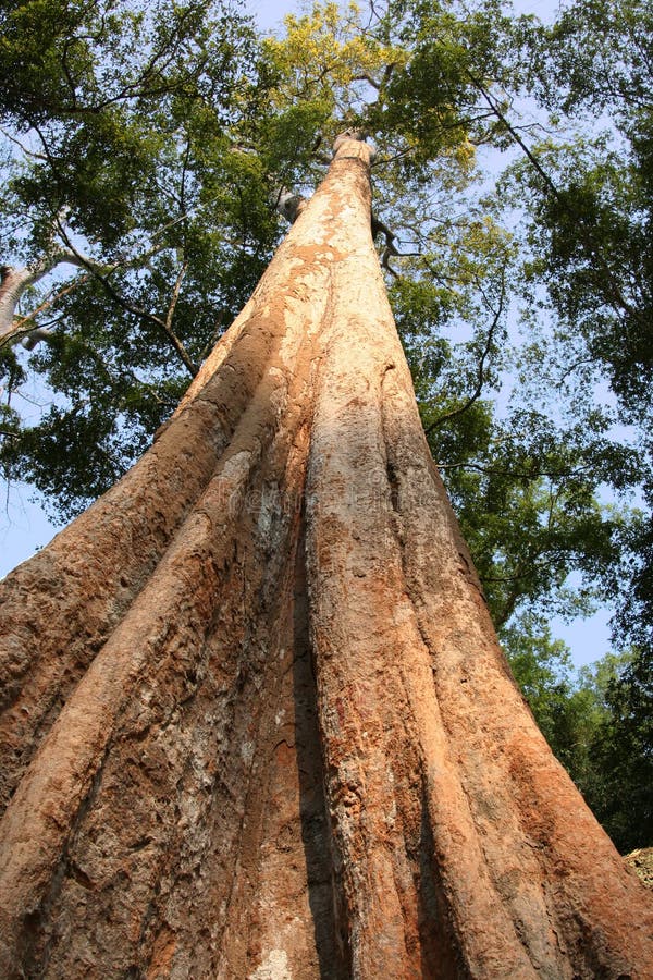 Giant tree stock image. Image of forest, reaching, nature - 2038803