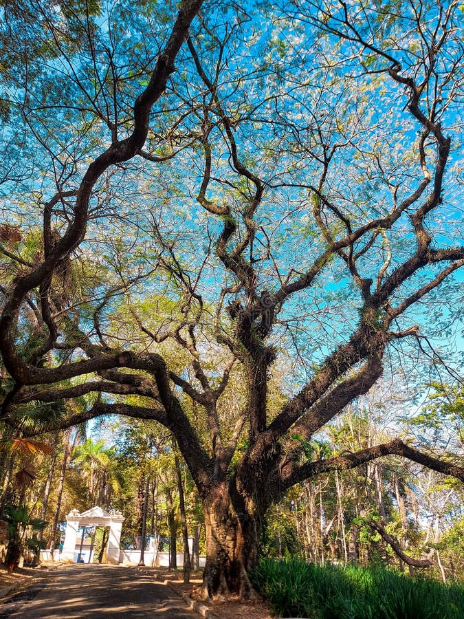 Giant tree stock image. Image of maple, blueskies, tree - 228294029