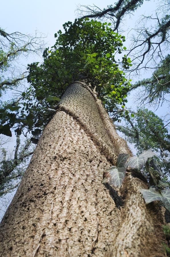 Giant Tree from Below stock image. Image of nature, outdoors - 96179185