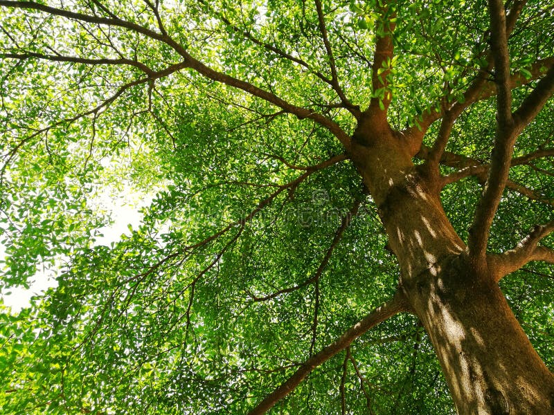 Giant Tree stock photo. Image of woodland, tree, ecosystem - 89700696