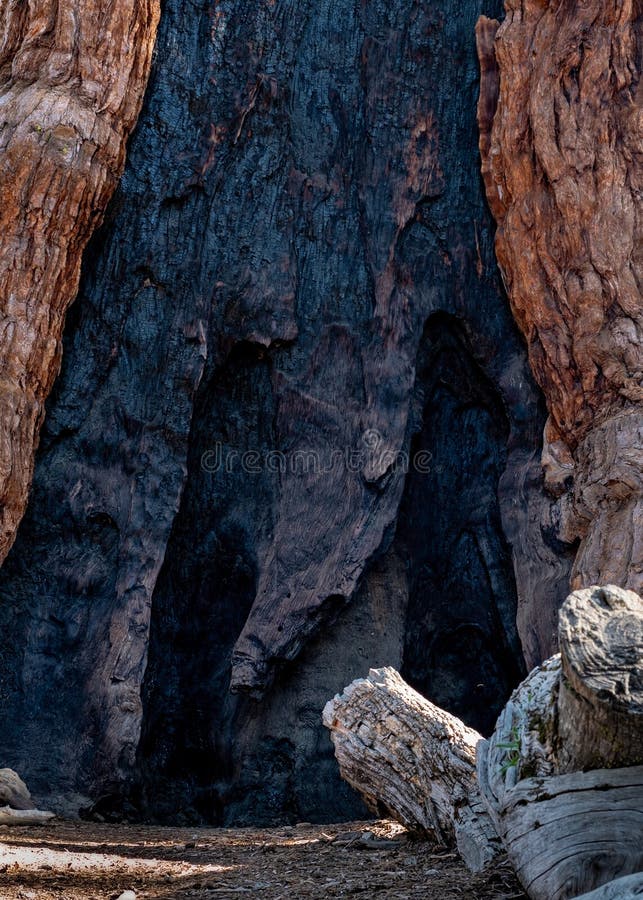 Giant Tree Showing Signs Stock Photos - Free & Royalty-Free Stock ...