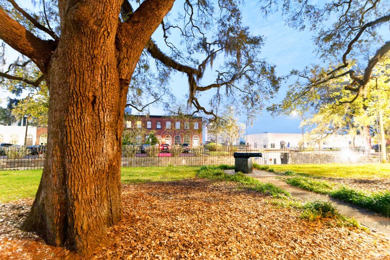 Giant Tree in a City Square at Night Stock Image - Image of south ...