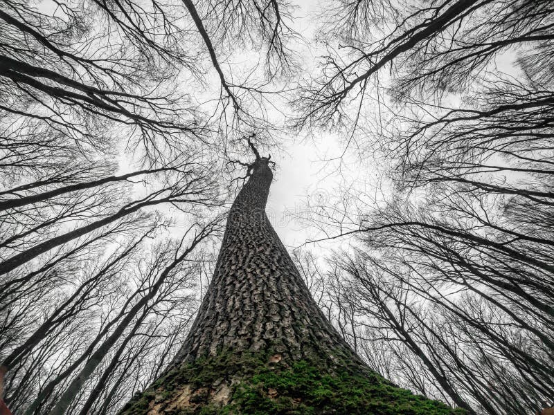Giant Tree in a Cold Winter Forest in the Middle of Bare Crowns ...