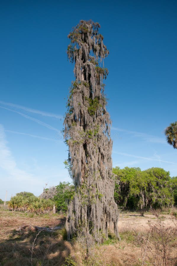 Giant Tree Covered with Spanish Moss Stock Photo - Image of foliage ...