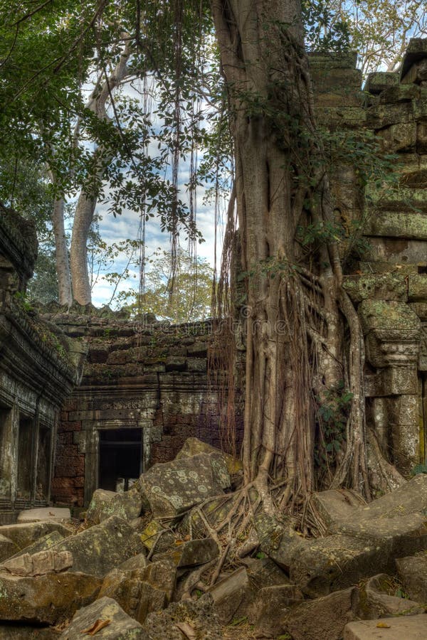Giant Tree Covering the Stones of Ta Prohm Temple in Angkor Wat Stock ...