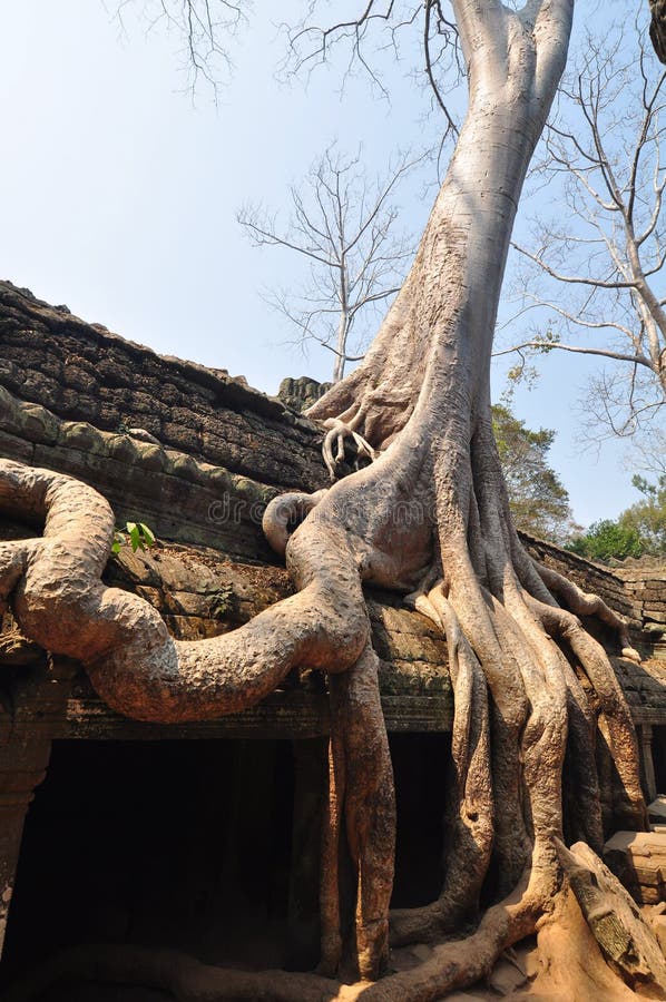 Giant Tree Covering the Stones of Ta Prohm Temple in Angkor Wat Stock ...