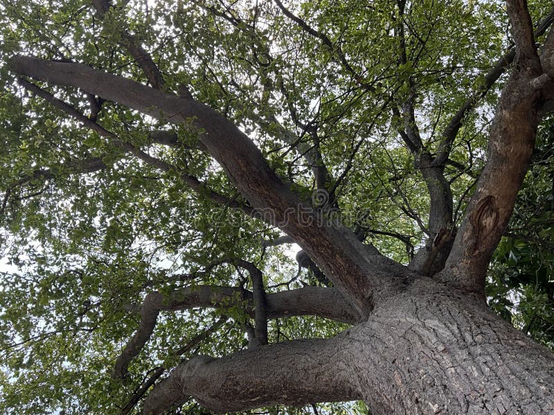 Giant Tree Creating a Canopy with Its Branches Stock Photo - Image of ...