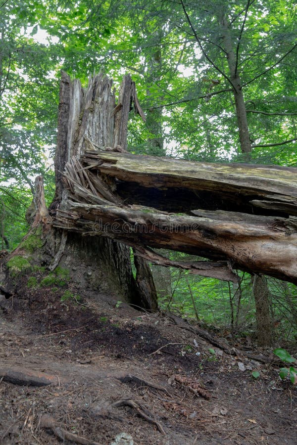 A Giant Tree Fell Down in Forest Michigan Stock Image - Image of garden ...
