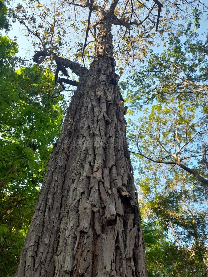 Giant Tree in the Forest in My Country Stock Image - Image of forest ...