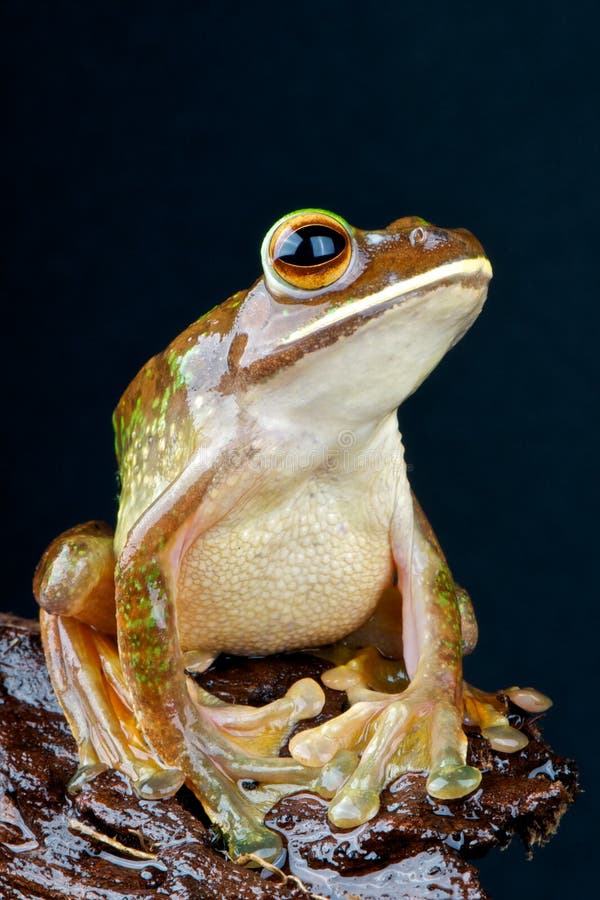 Giant Tree Frog Frog / Boophis Albilabris Stock Photo - Image of ...