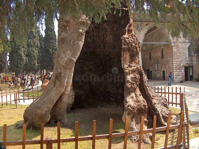 Giant tree, giant hole editorial stock photo. Image of giant - 63450203