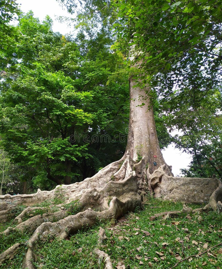 Giant tree inside a forest stock photo. Image of tree - 173072058